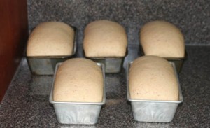 Kate’s 100% Whole Wheat Bread | Kate Palmer